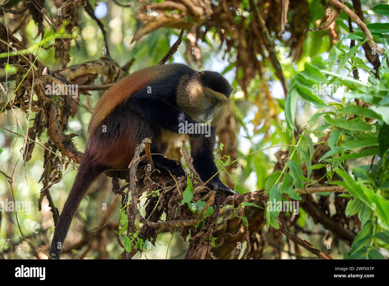 Golden monkey in Mgahinga National Park. Cercopithecus mitis kandti is ...