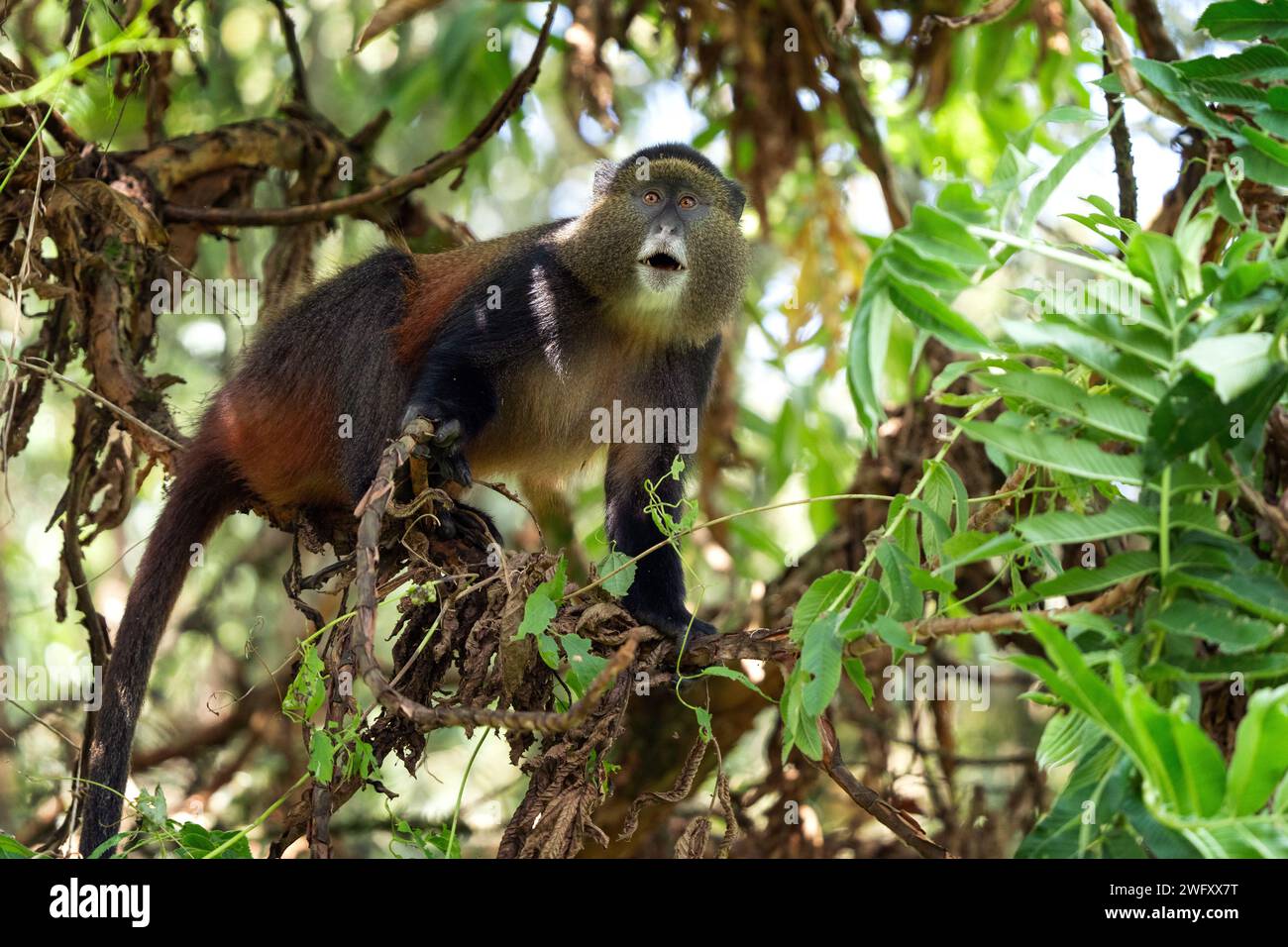 Golden monkey in Mgahinga National Park. Cercopithecus mitis kandti is ...
