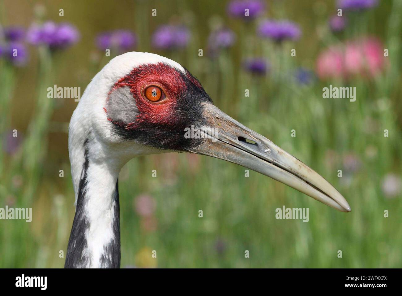 In this undated photo, Walnut, a white-naped crane, strolls through the ...