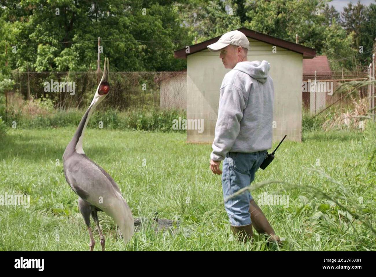 The white-naped crane Walnut and her keeper Chris Crowe walk in the ...