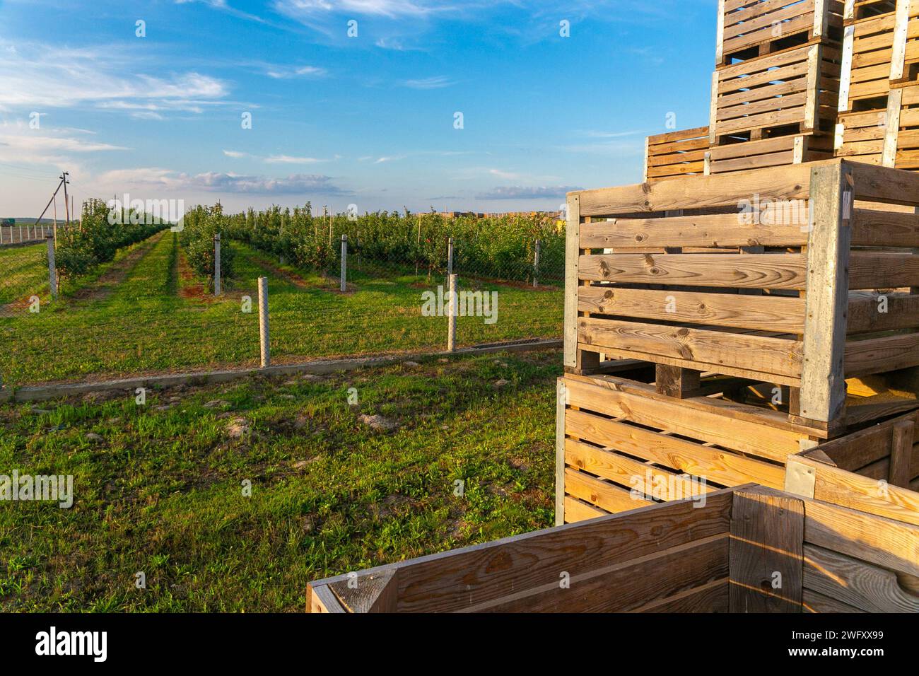 A large stack of wooden boxes for picking apples in an apple orchard on ...