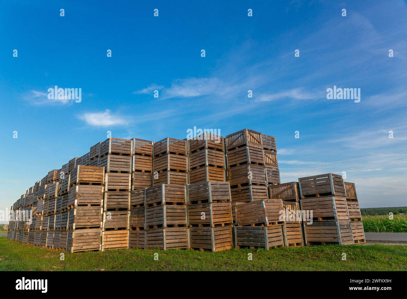 A large stack of wooden boxes for picking apples in an apple orchard on ...