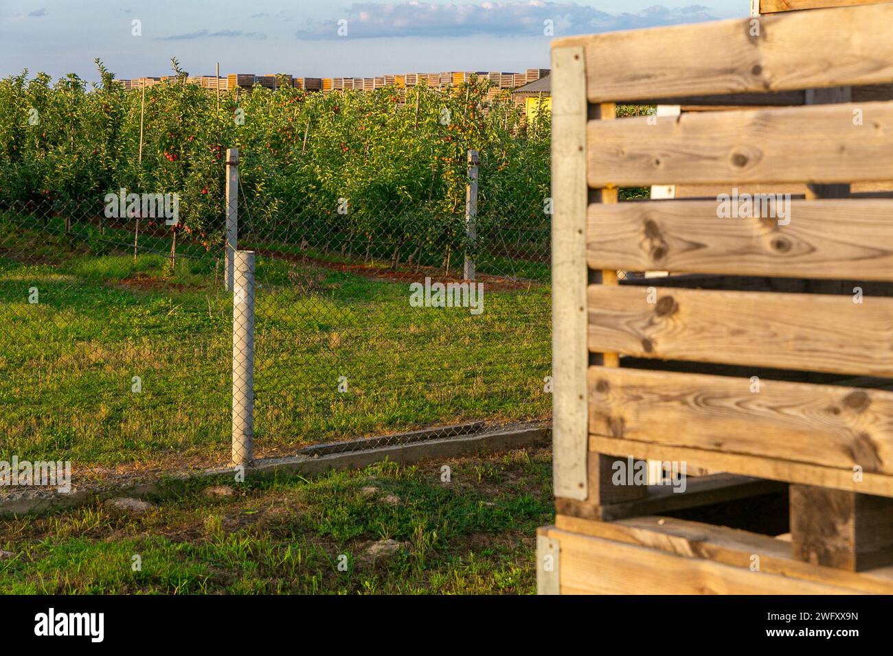 A large stack of wooden boxes for picking apples in an apple orchard on ...