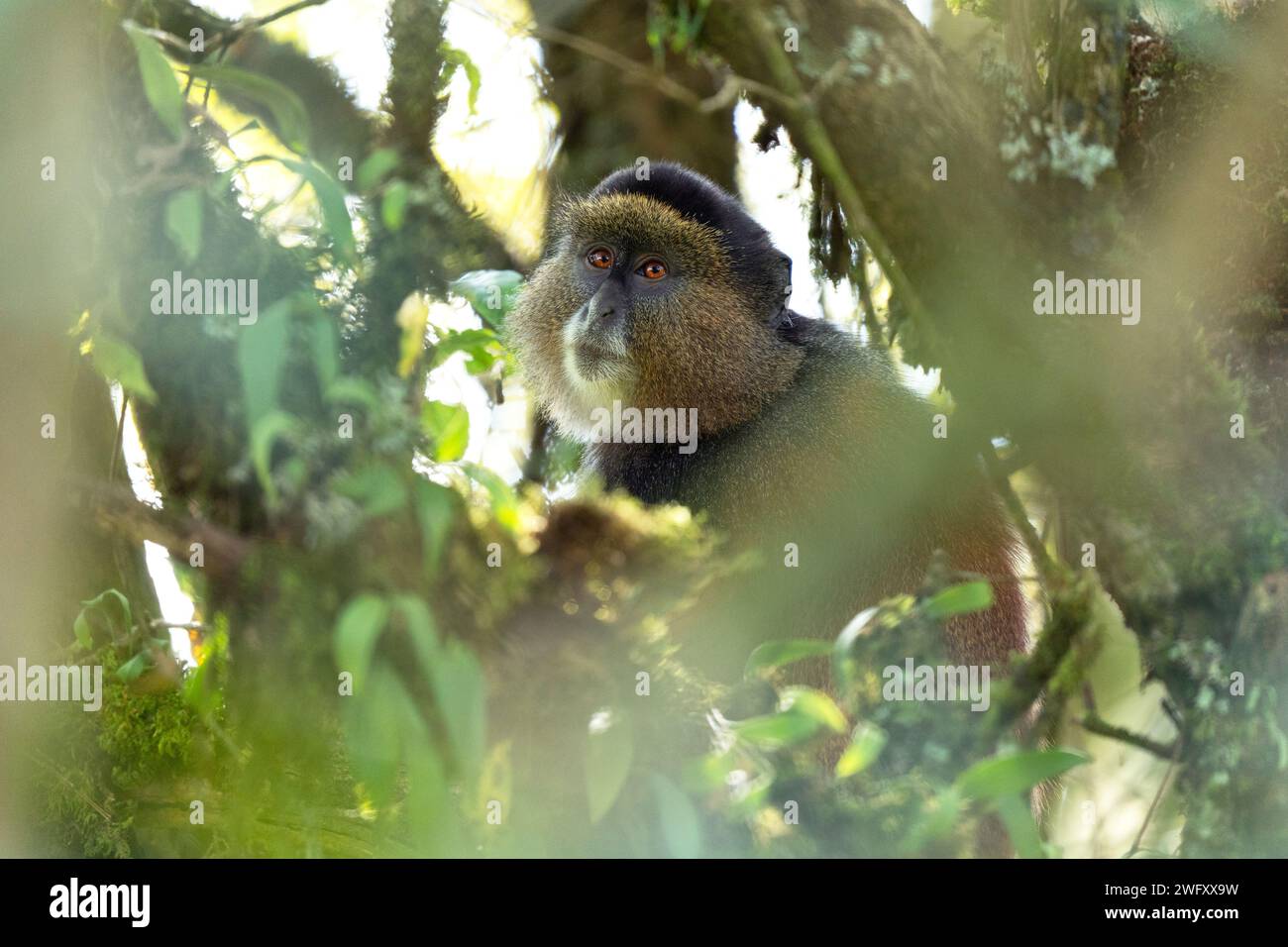 Golden monkey in Mgahinga National Park. Cercopithecus mitis kandti is ...