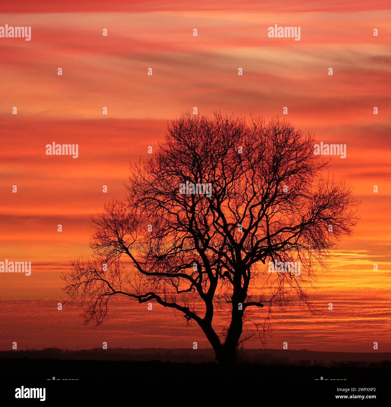 tree silhouettes sunrise/sunset Stock Photo - Alamy
