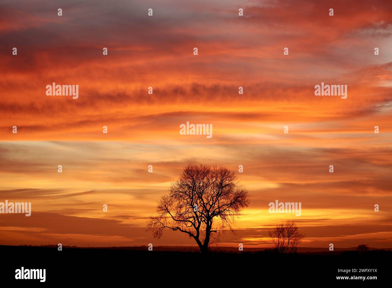 tree silhouettes sunrise/sunset Stock Photo - Alamy