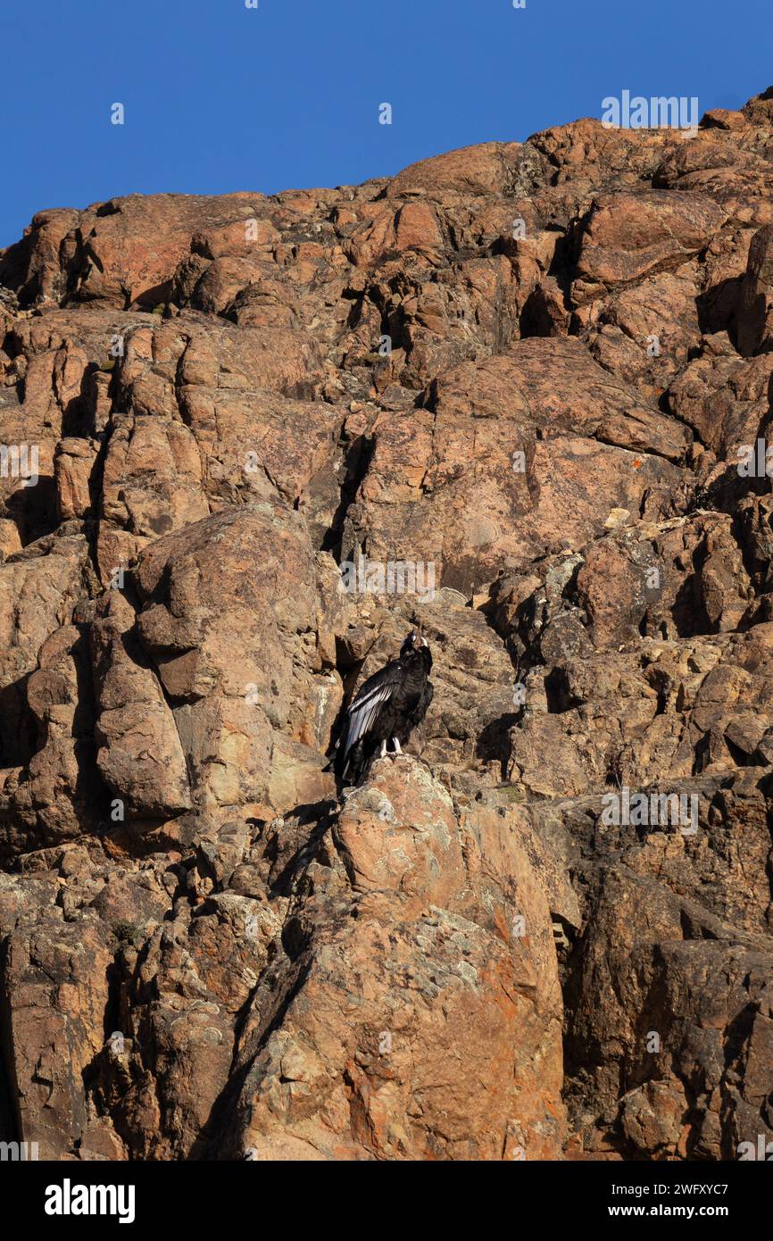 Andean condor in Patagonia And. The biggest flying bird in Argentina ...