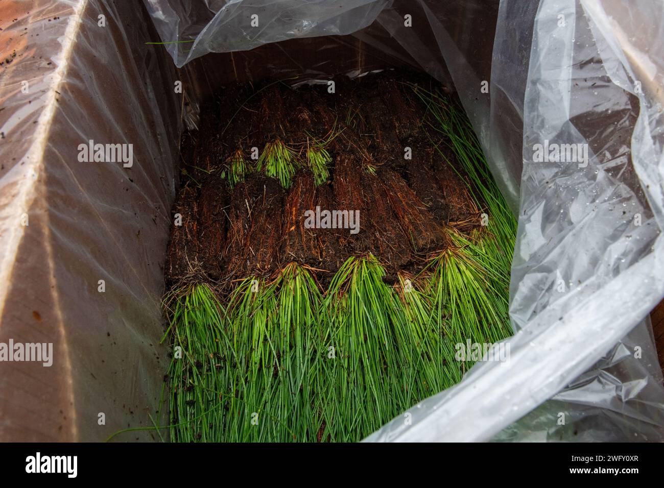 Longleaf pine seedlings are stored in a box prior to planting at ...