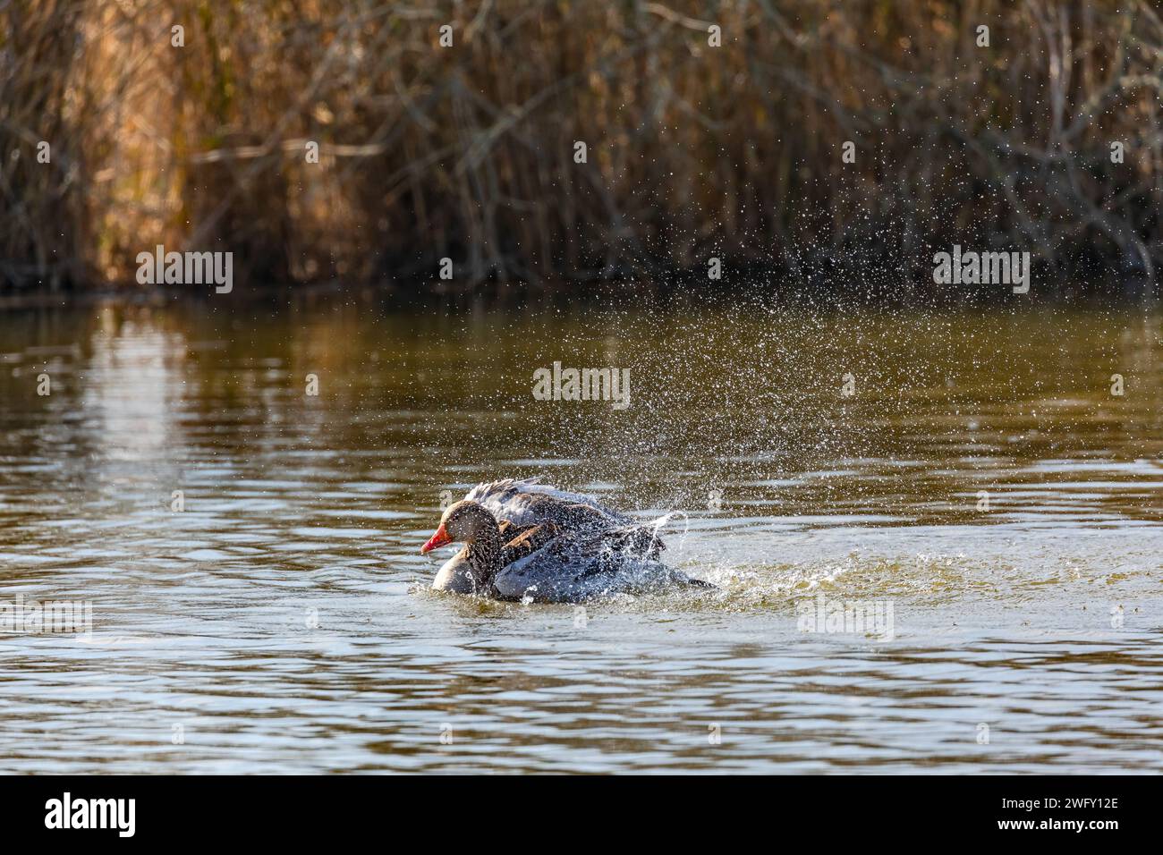 Rural scene with a duck hen flapping and splashing in sunny spring and ...