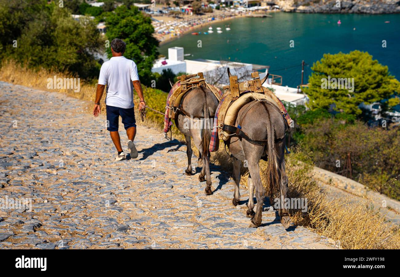 Man with donkeys descends from the Acropolis of Lindos Stock Photo - Alamy