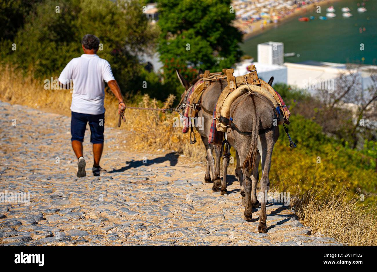 Donkeys walking greece hi-res stock photography and images - Alamy