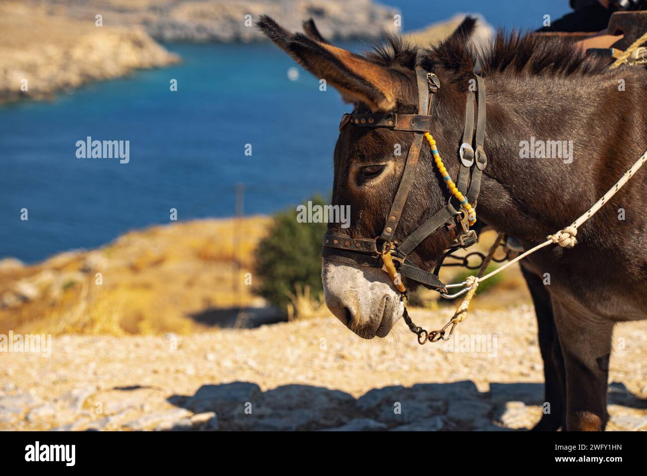 A tired donkey descends from the Acropolis of Lindos Stock Photo - Alamy