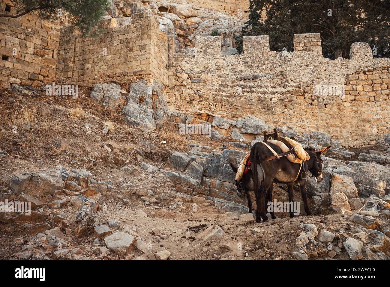 Donkeys stand in the shade and rest near the Acropolis of Lindos Stock ...