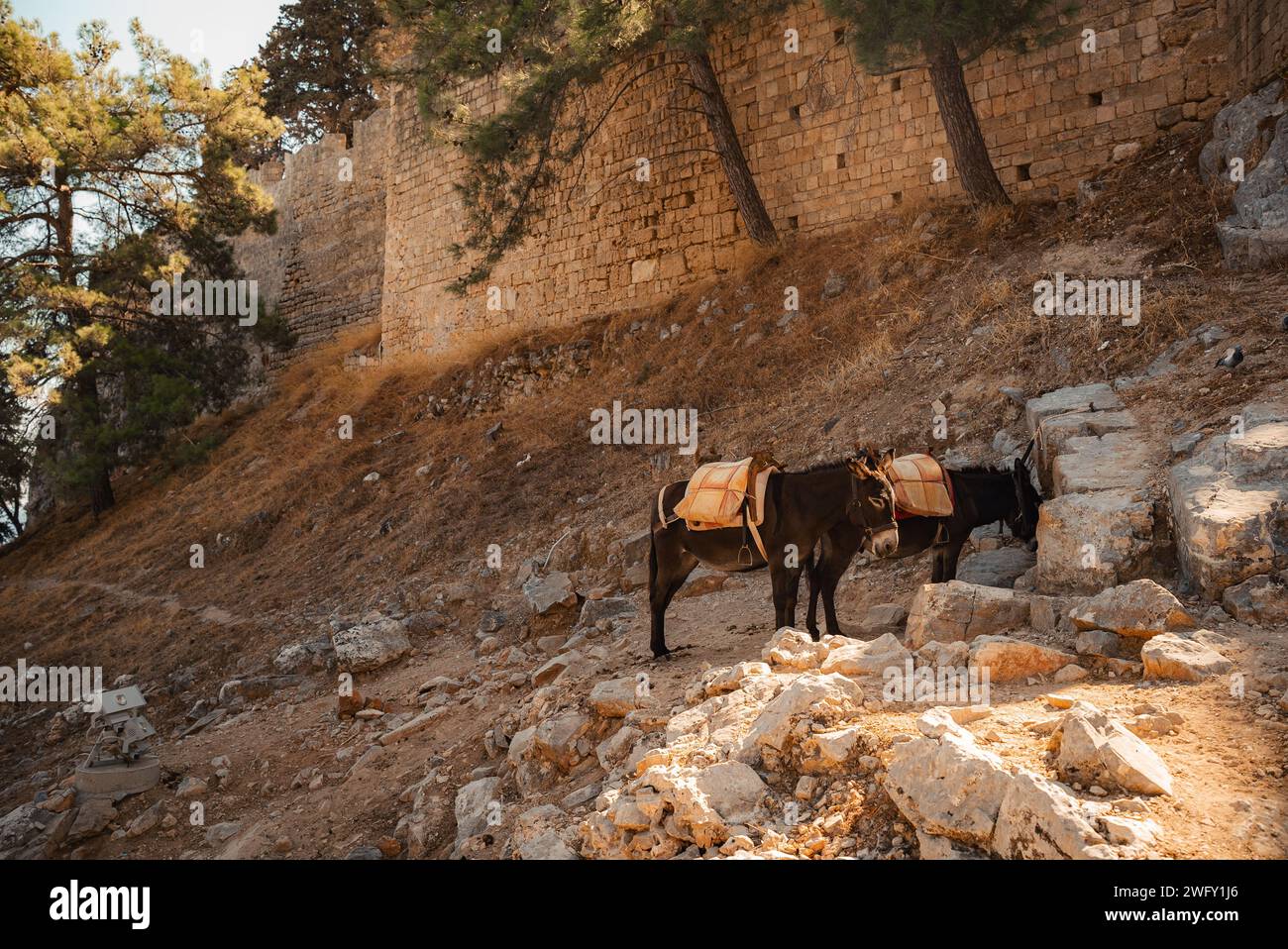 Donkeys stand in the shade and rest near the Acropolis of Lindos Stock ...