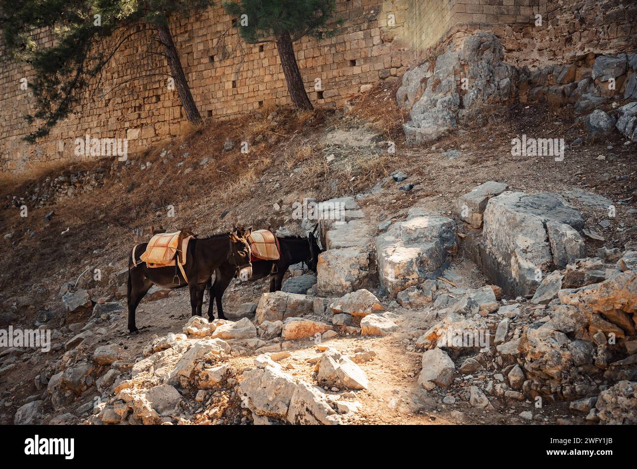 Donkeys stand in the shade and rest near the Acropolis of Lindos Stock ...