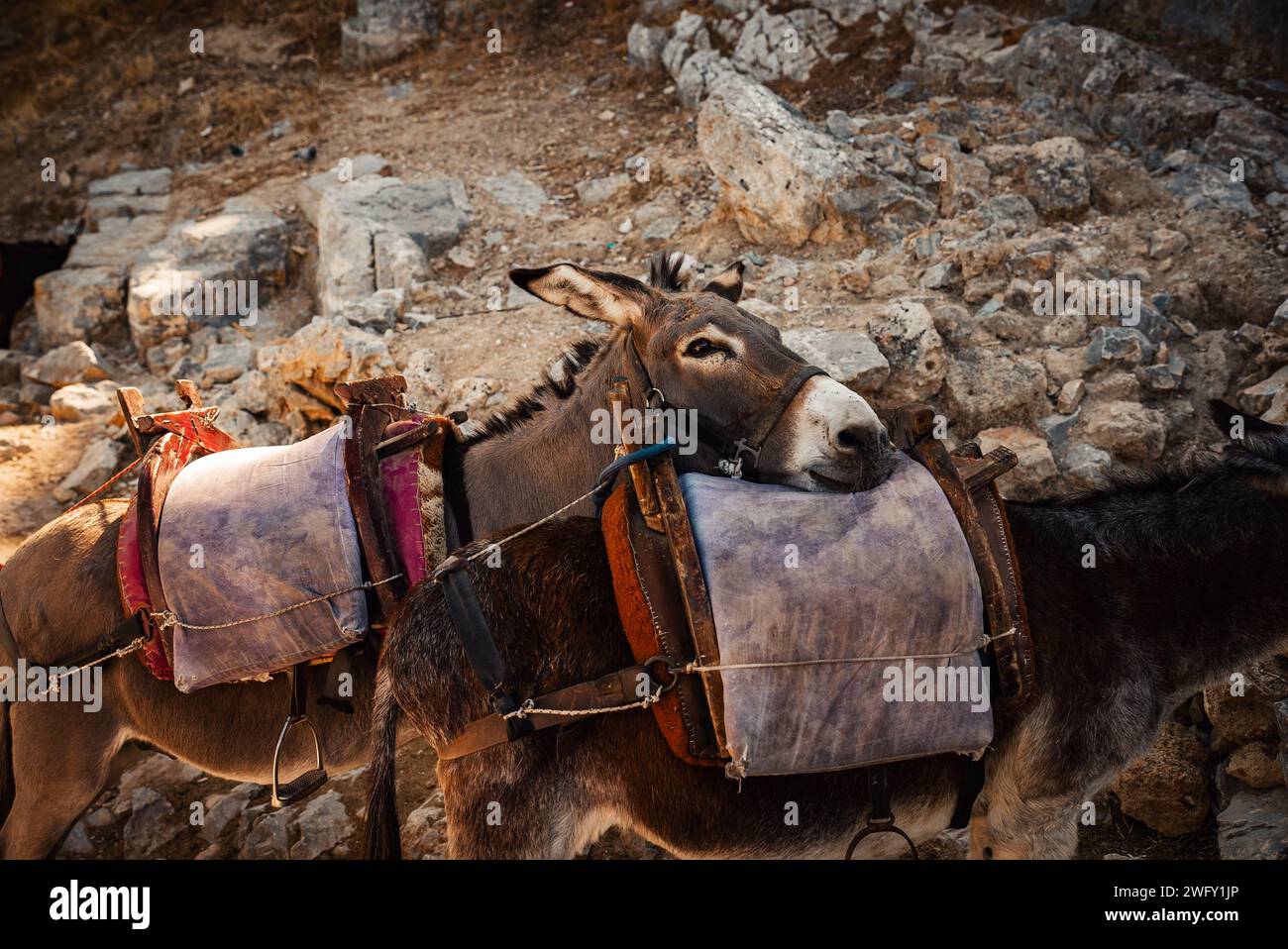 Donkeys stand in the shade and rest near the Acropolis of Lindos Stock ...