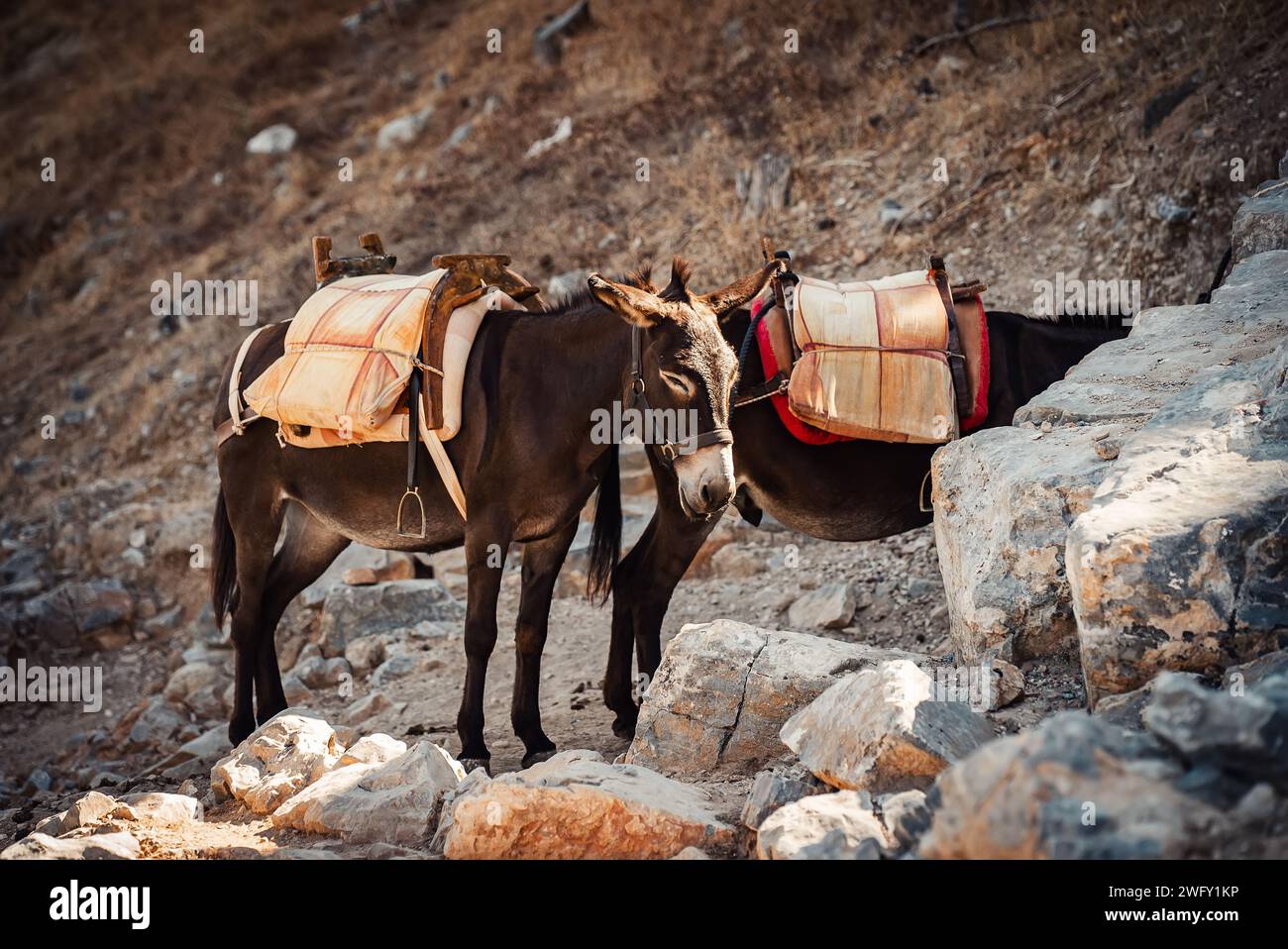 Donkeys stand in the shade and rest near the Acropolis of Lindos Stock ...