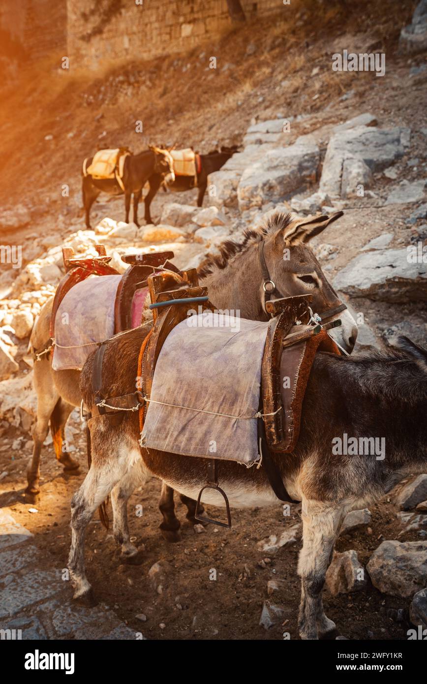 Donkeys stand in the shade and rest near the Acropolis of Lindos Stock ...