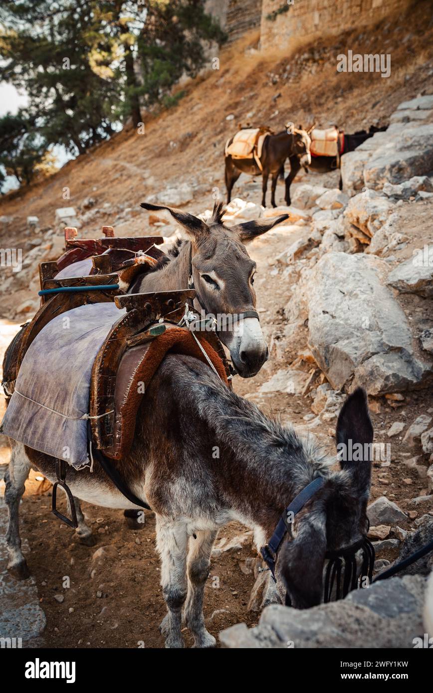 Donkeys stand in the shade and rest near the Acropolis of Lindos Stock ...