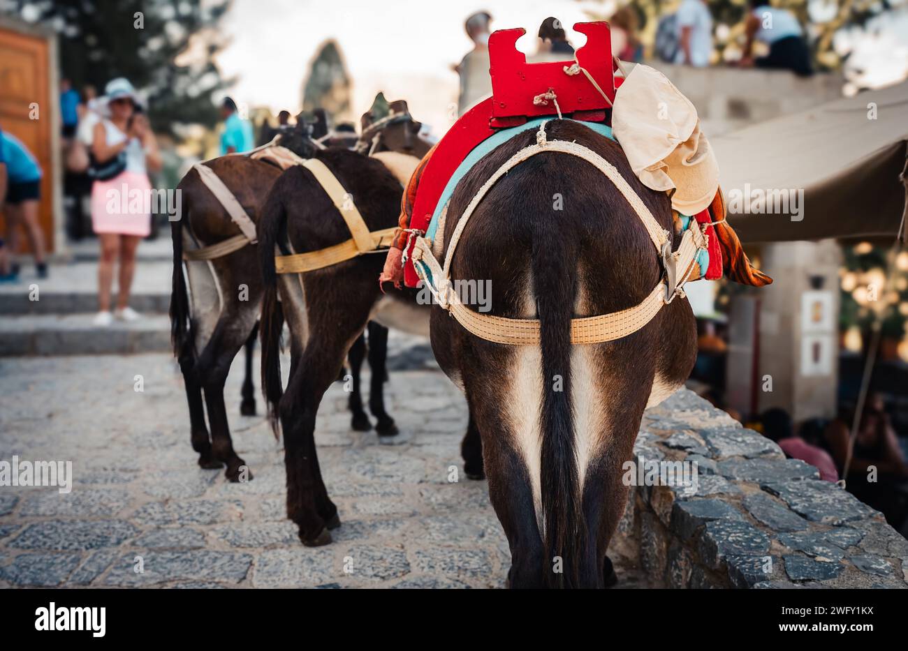 Donkeys stand in the shade and rest near the Acropolis of Lindos Stock ...