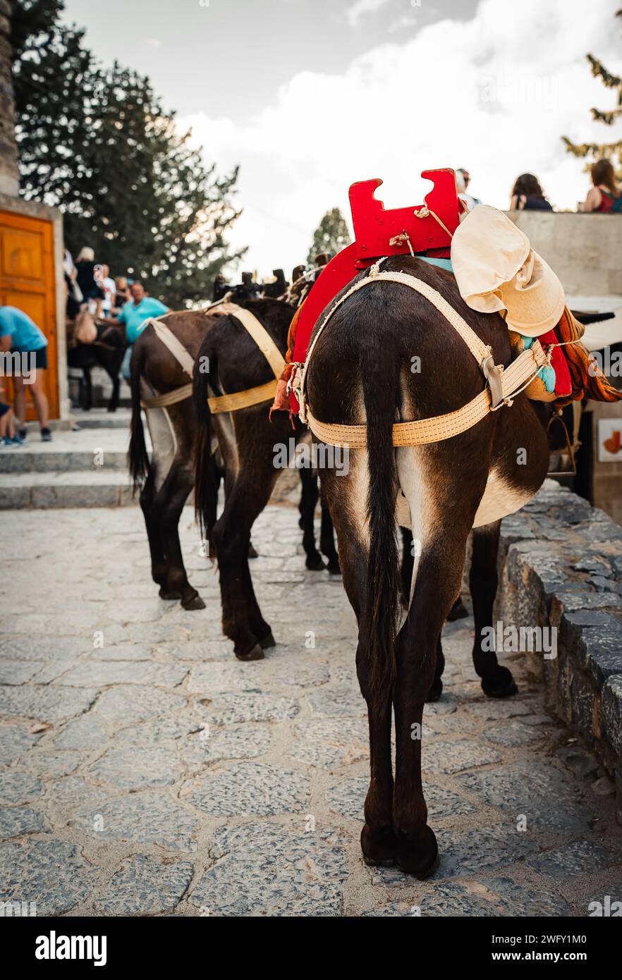 Donkeys stand in the shade and rest near the Acropolis of Lindos Stock ...