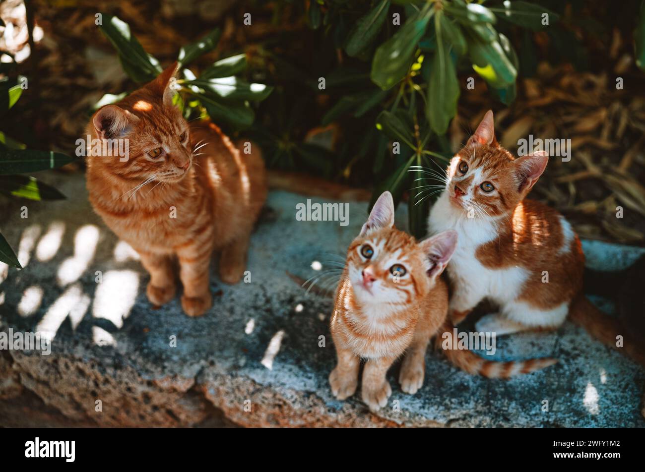 Cute little red kittens look at the camera Stock Photo - Alamy