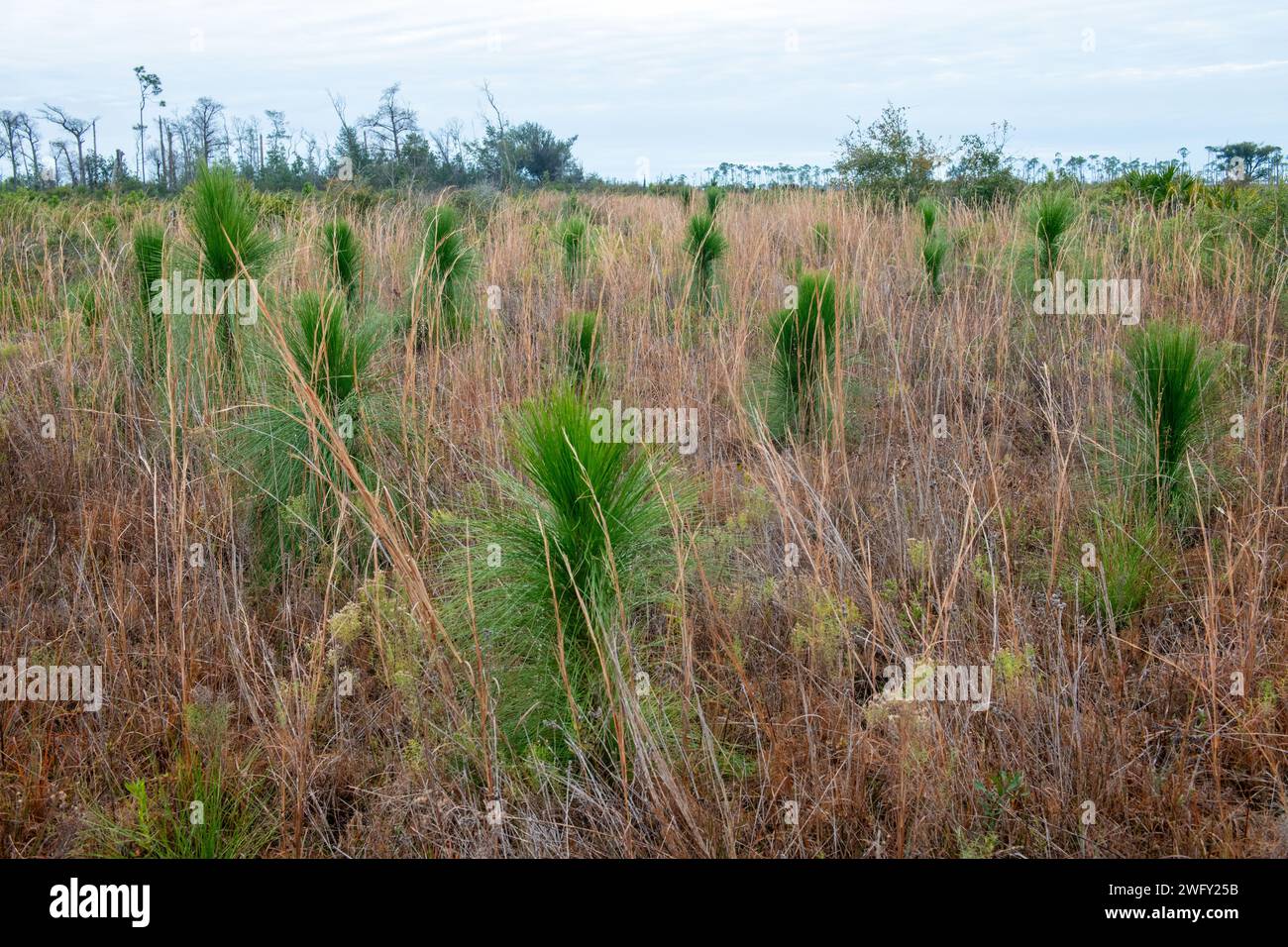 Longleaf pine trees hi-res stock photography and images - Alamy