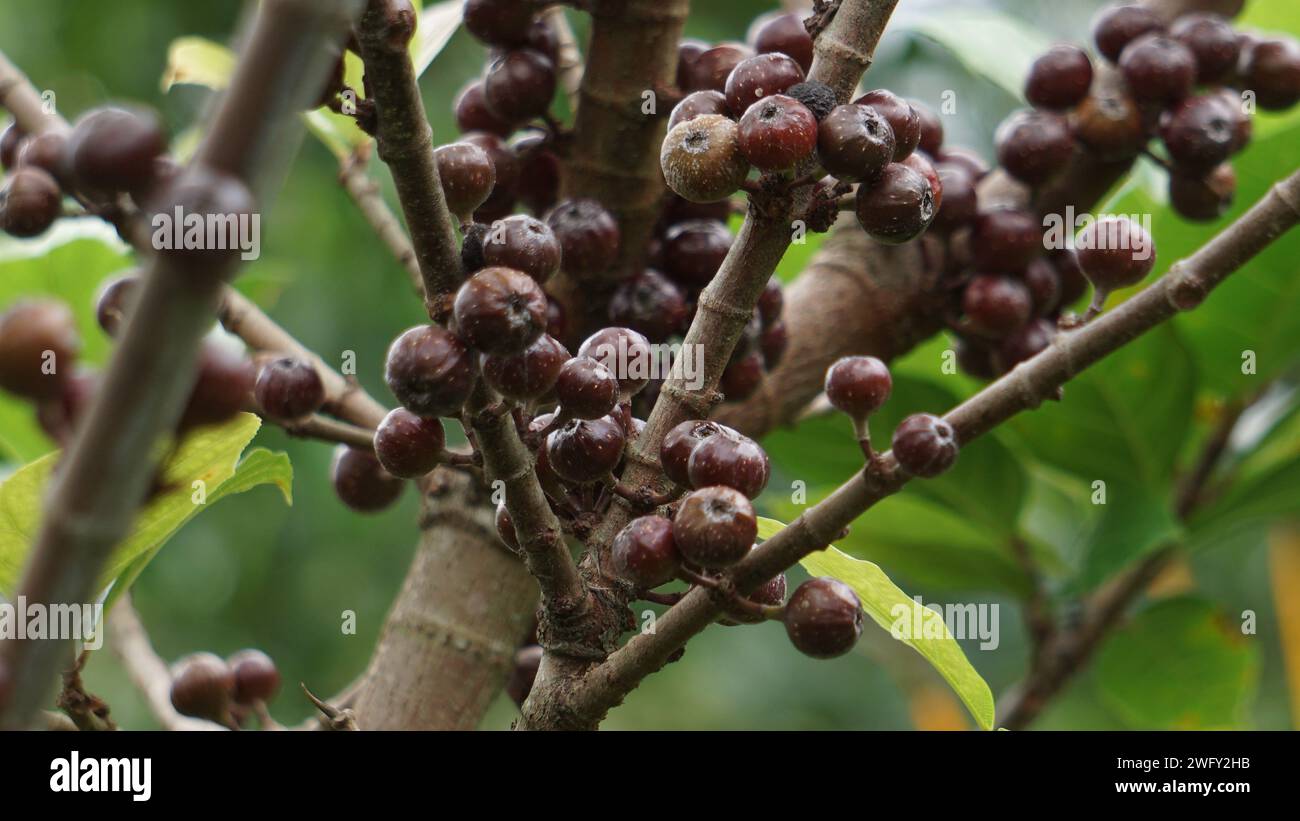 The fruit of ficus sp. Ficus is a genus of about 850 species of woody ...
