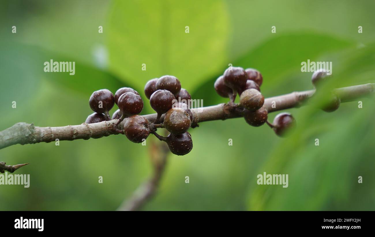 The fruit of ficus sp. Ficus is a genus of about 850 species of woody ...