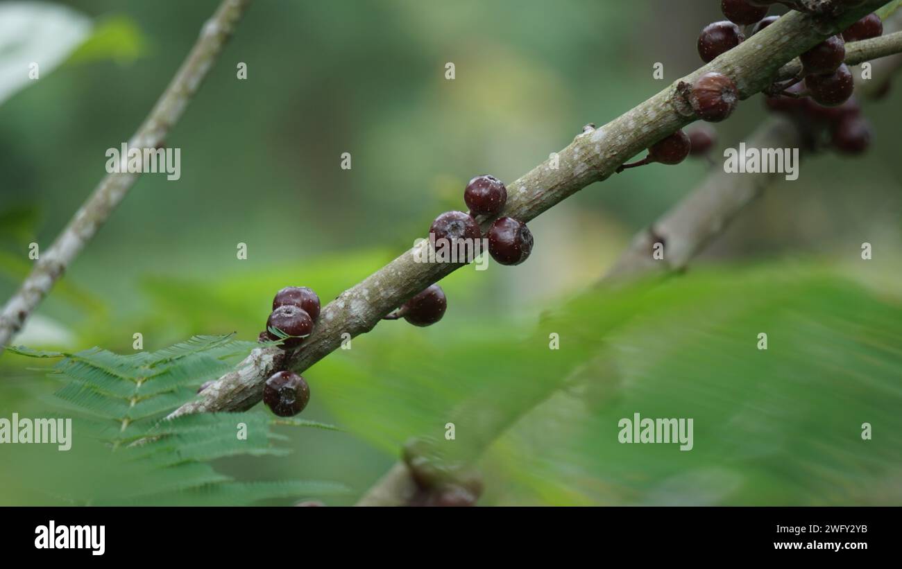 The fruit of ficus sp. Ficus is a genus of about 850 species of woody ...