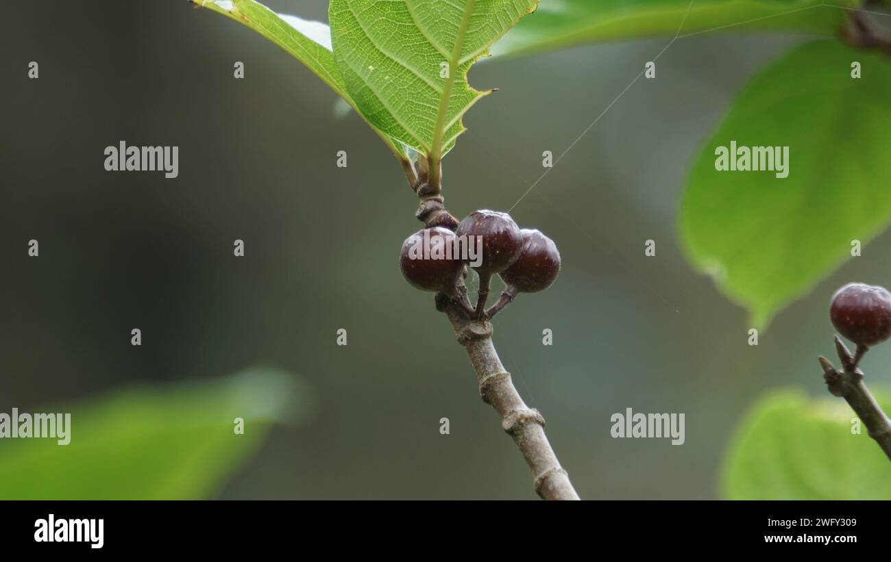 The fruit of ficus sp. Ficus is a genus of about 850 species of woody ...