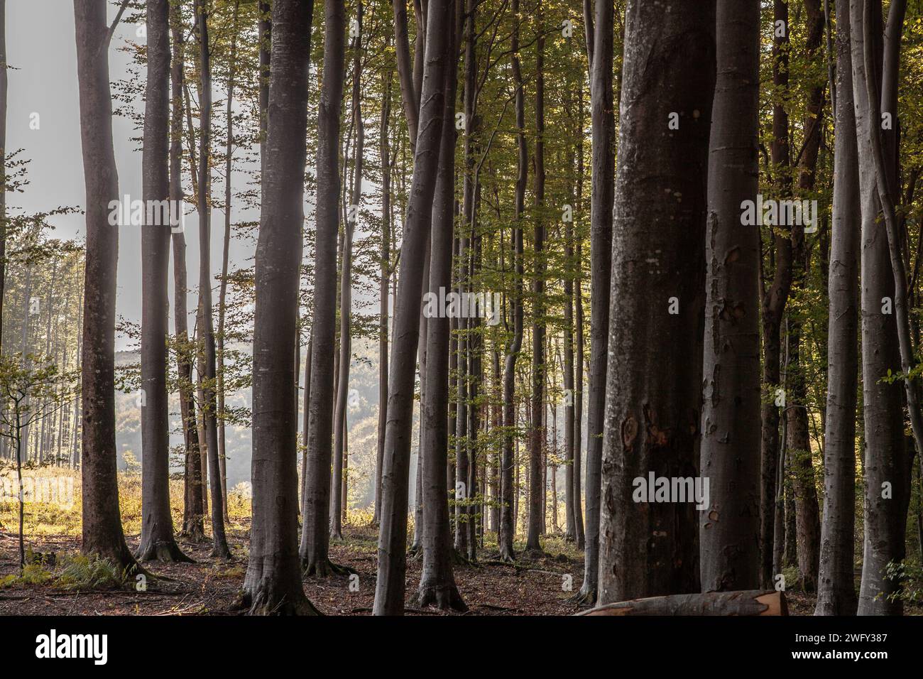 Papuk nature reserve hi-res stock photography and images - Alamy