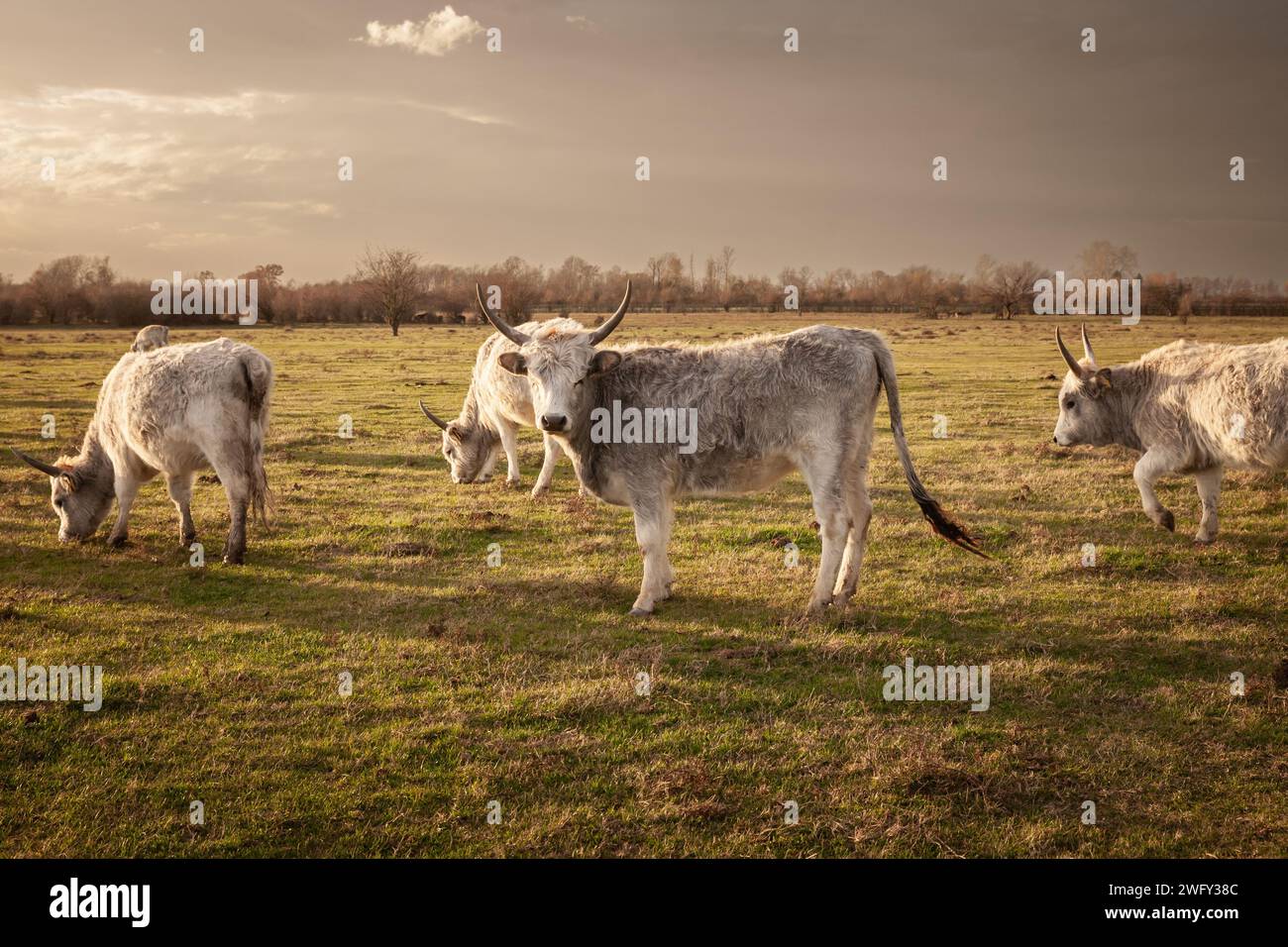 Picture of cow, a podolian cattle, standing in Vojvodina, Serbia at ...