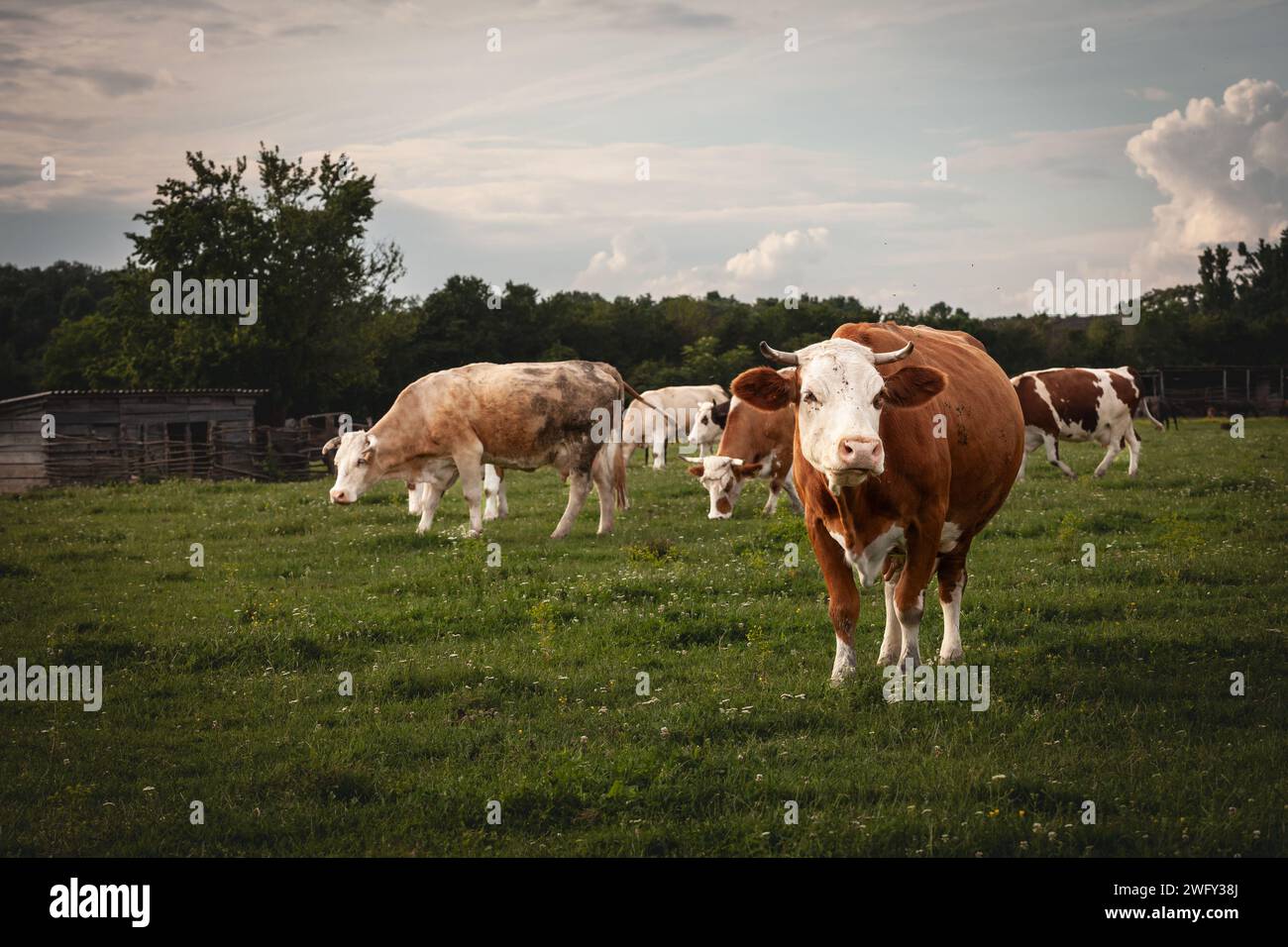 Picture of a holstein cows standing in Zasavica, in Serbia and grazing ...