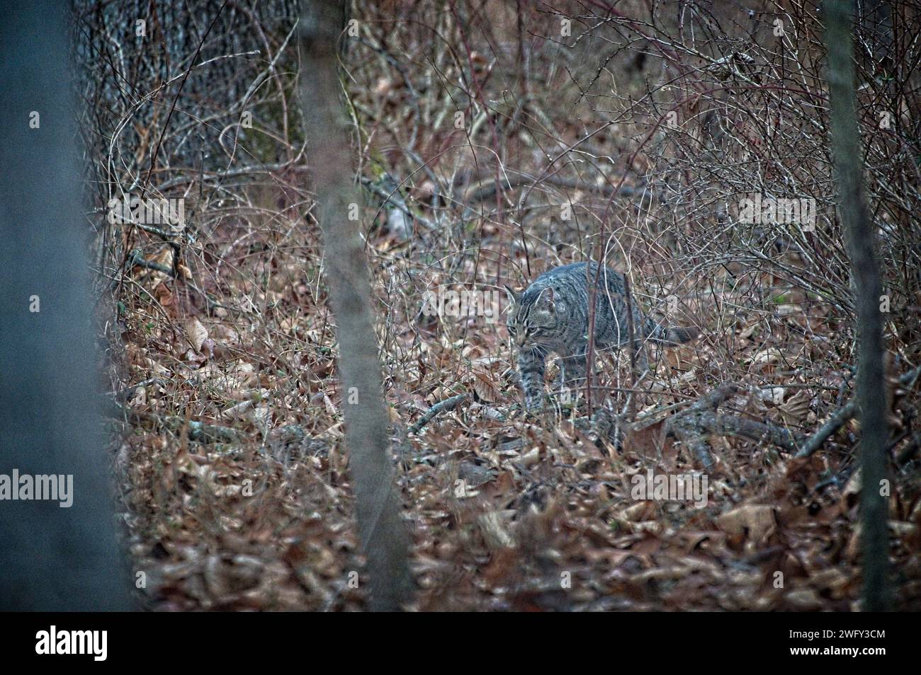 USA; Jan. 28, 20254: A feral or wild house cat hunts in a large wood ...