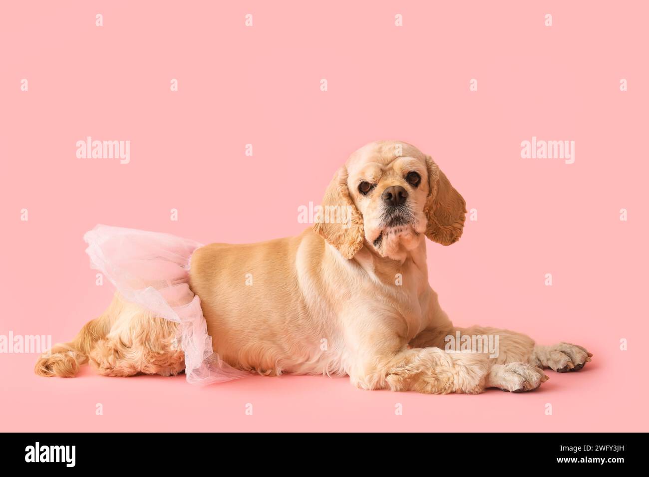 Cute Cocker Spaniel with ballet tutu on pink background Stock Photo - Alamy