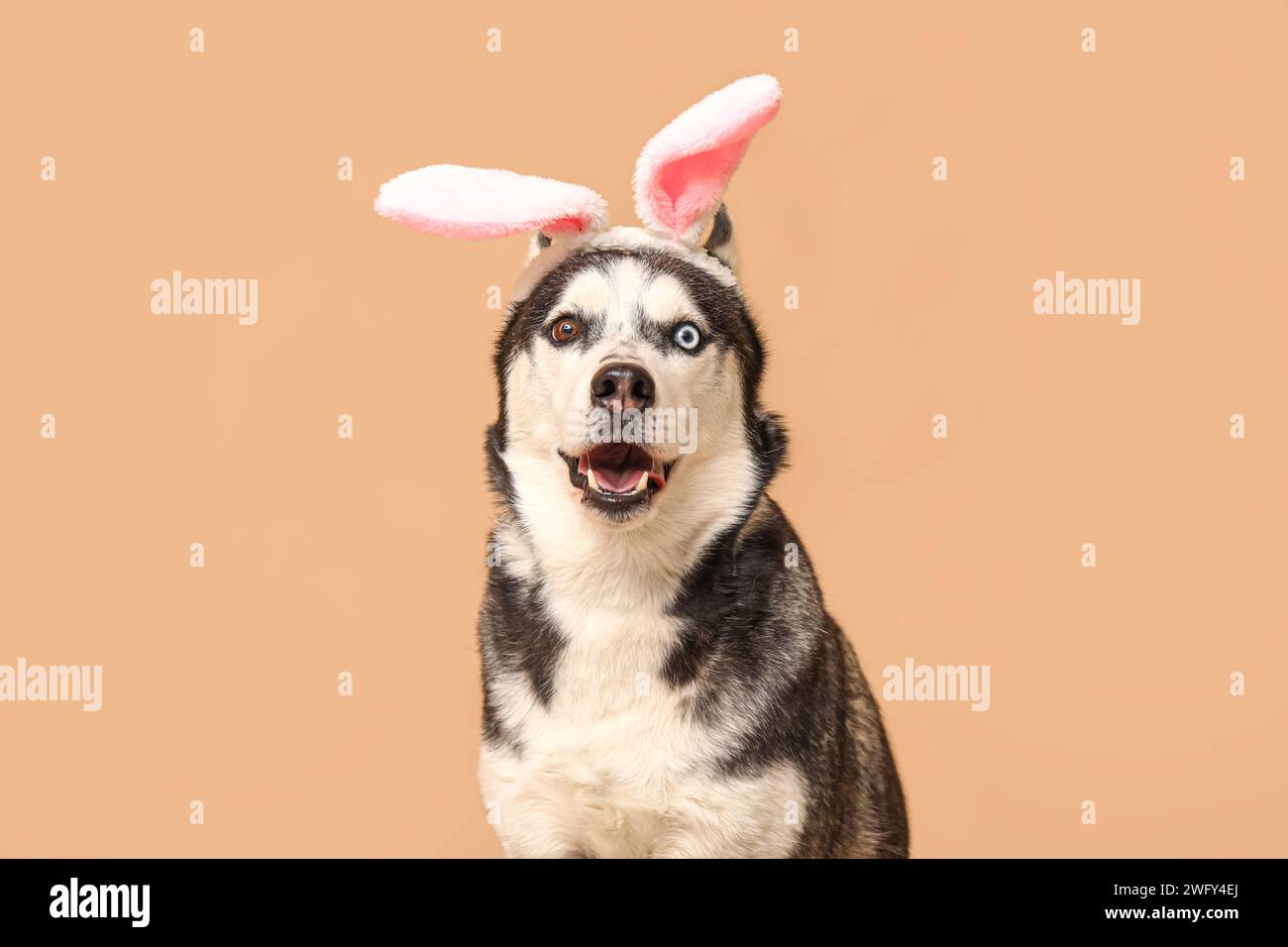 Cute Husky dog with bunny ears on beige background. Easter celebration ...