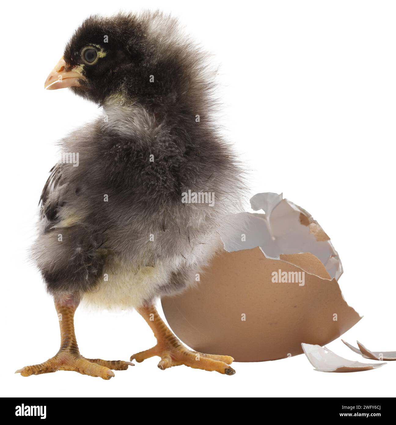 Chicken standing next egg hi-res stock photography and images - Alamy
