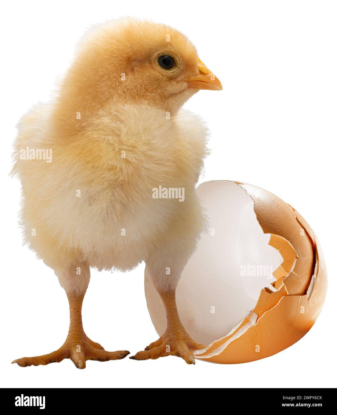 Young buff Orpington chicken chick isolated with its foot on a broken ...