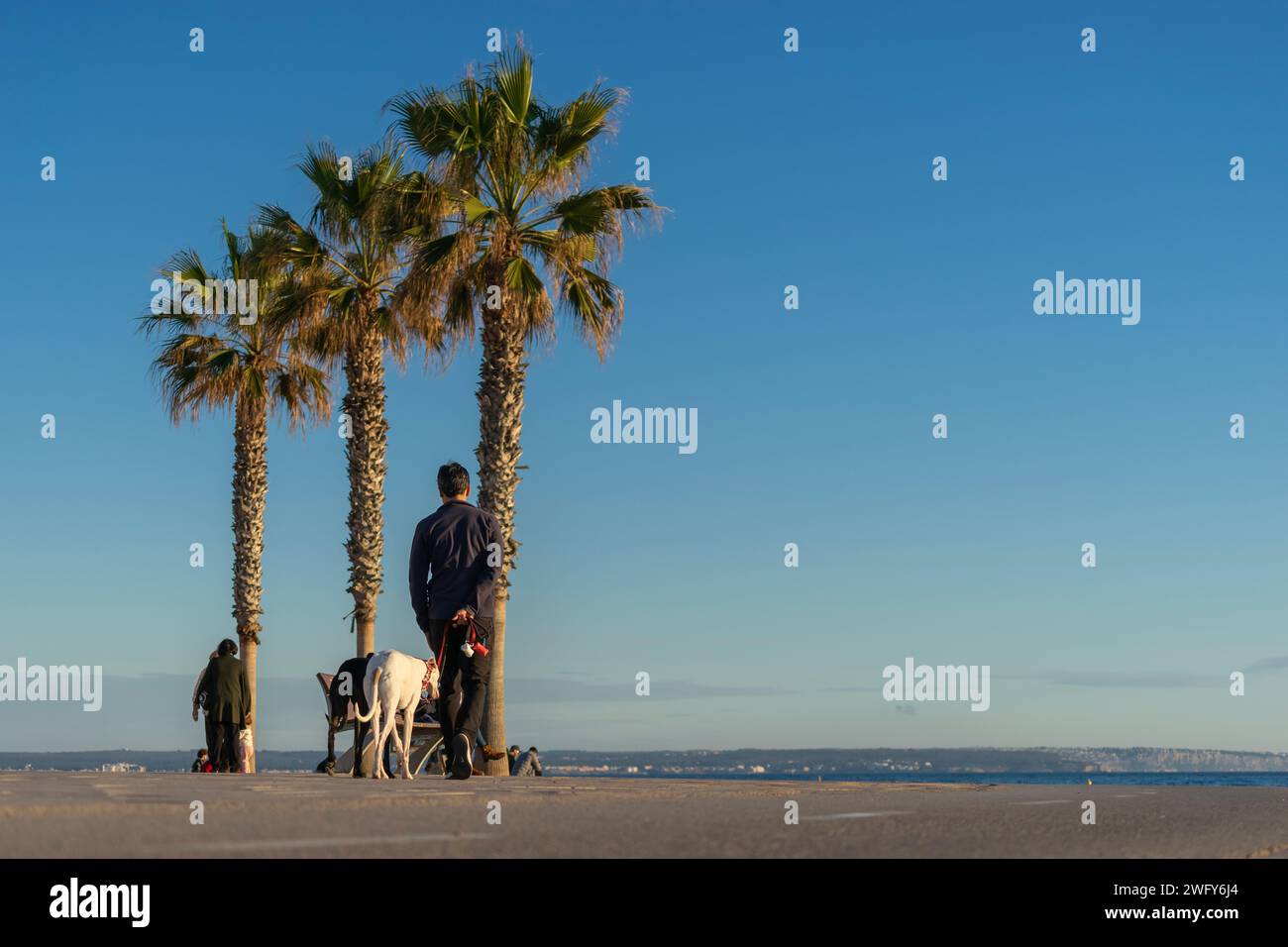 Seaside Stroll with Companions and Palms Stock Photo - Alamy