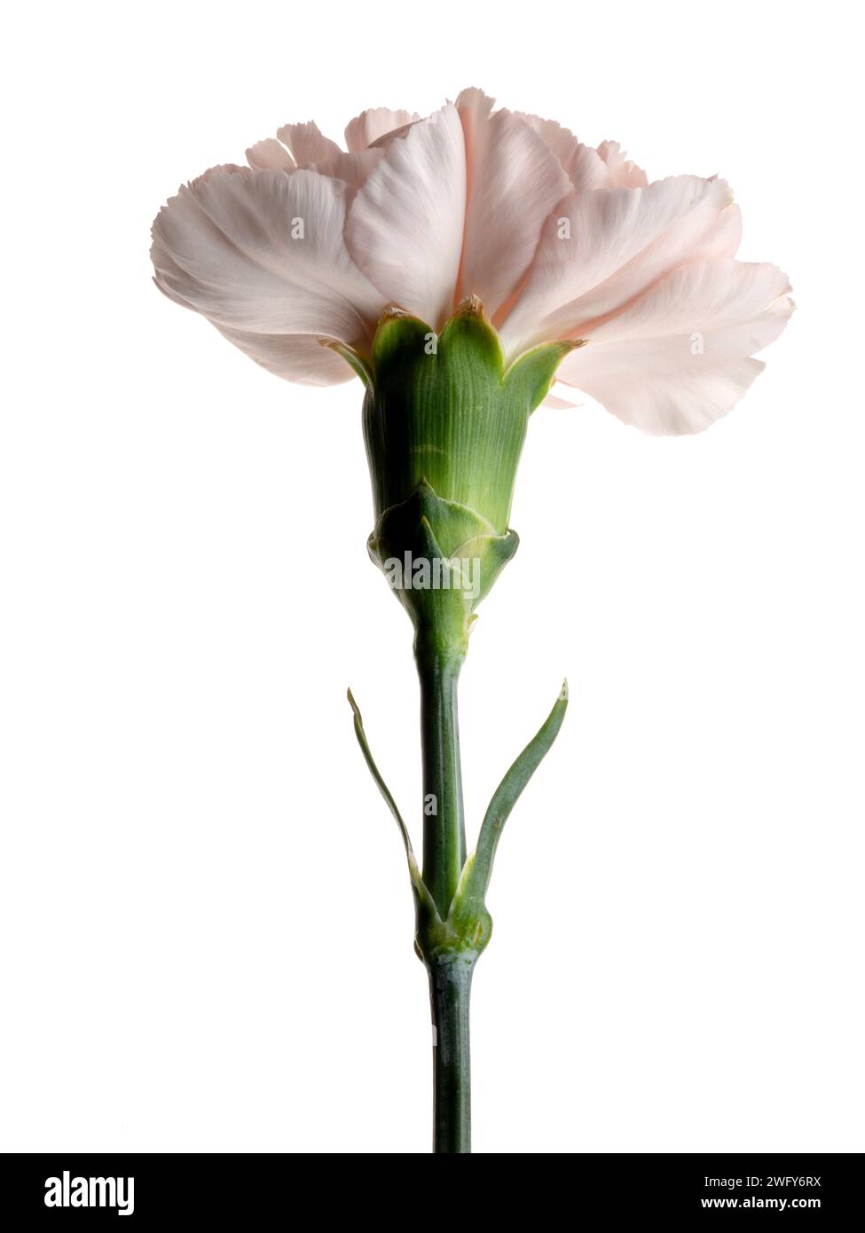 Close up yellow carnation flower dianthus hi-res stock photography and ...