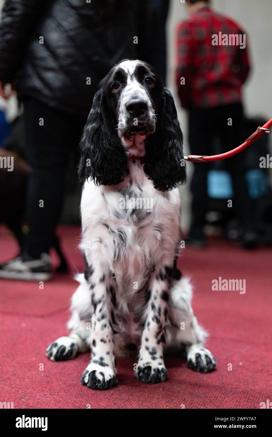English Cocker Spaniel Dog Breed Stock Photo - Alamy