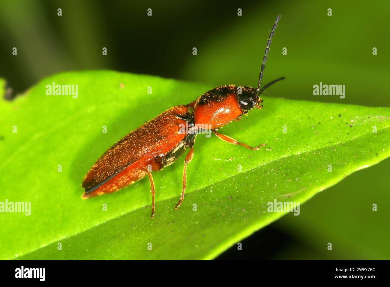 Beetle elateridae hi-res stock photography and images - Alamy
