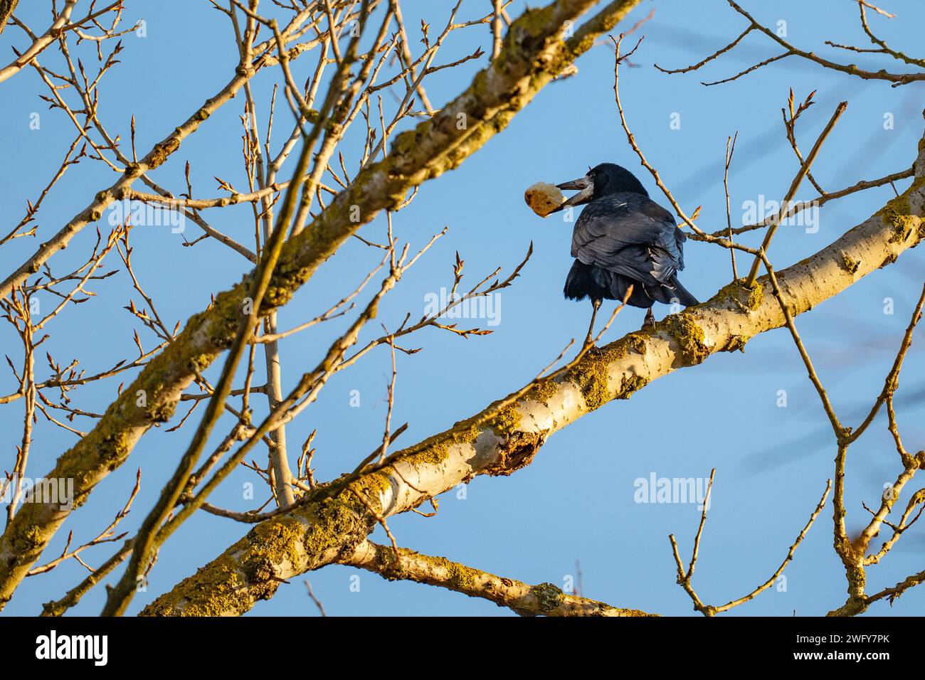 Raven with prey hi-res stock photography and images - Alamy