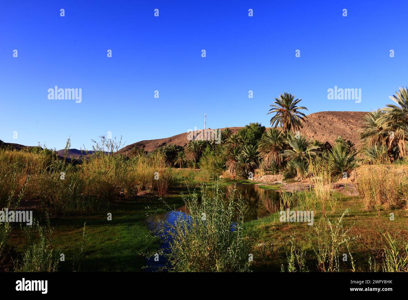 The oasis of Fint is a green place surrounded by rocks located about ...