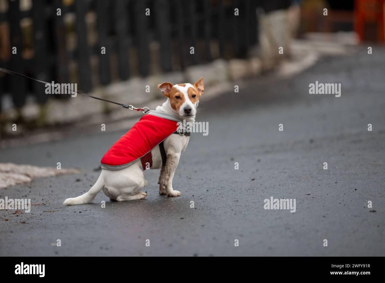 Jack russell silhouette hi-res stock photography and images - Alamy