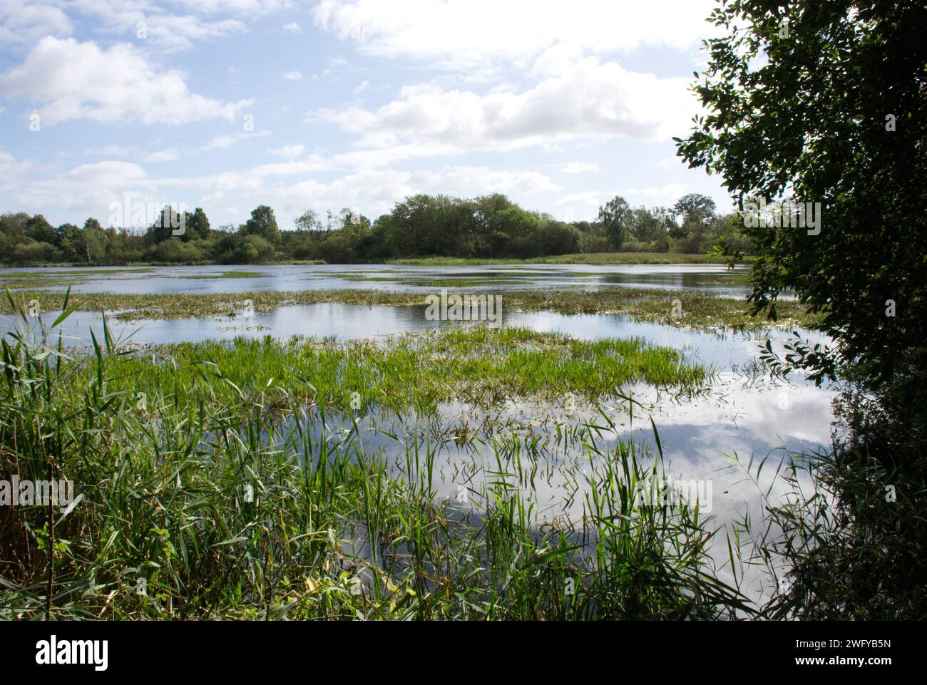 Thompson Water, Thompson Common Nature Reserve, Norfolk, England, UK ...