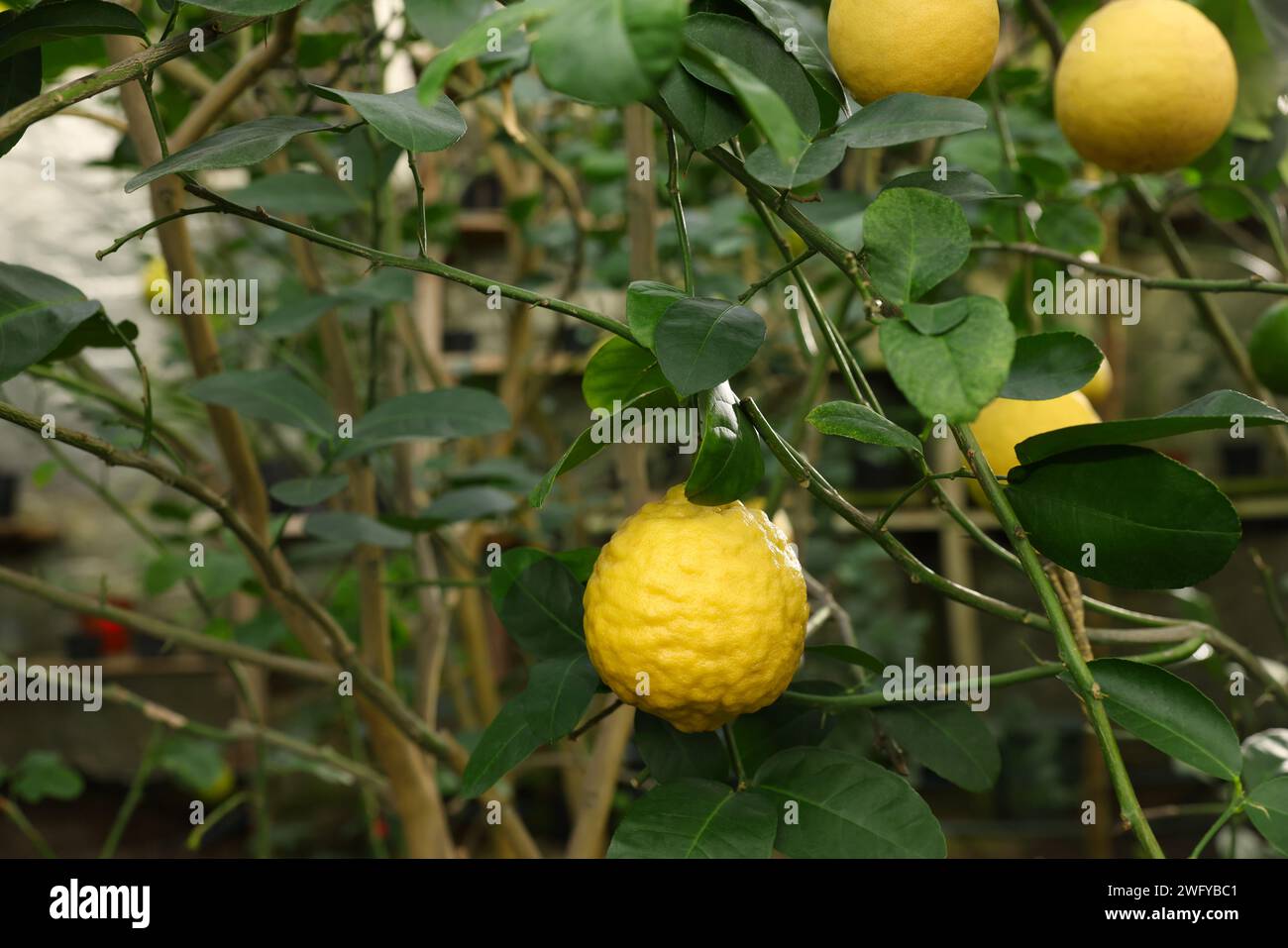 Lemon tree with ripe fruits in greenhouse Stock Photo - Alamy