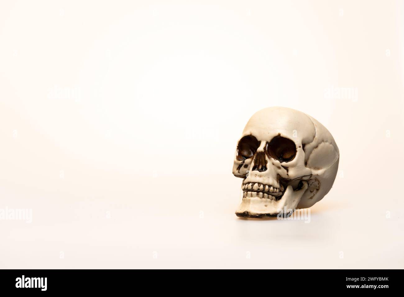 plastic skull side view on white background with copy space Stock Photo ...