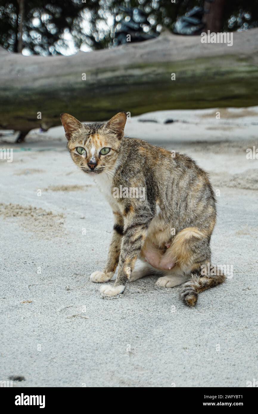 local cat smiling on the white sand beach Stock Photo - Alamy